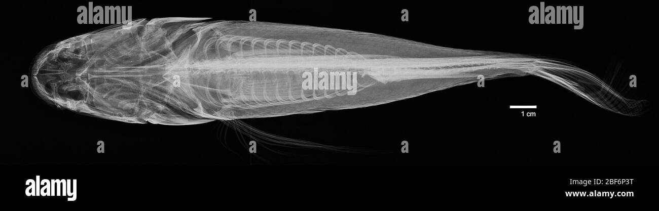 Oreochromis niloticus Black and White Stock Photos & Images - Alamy