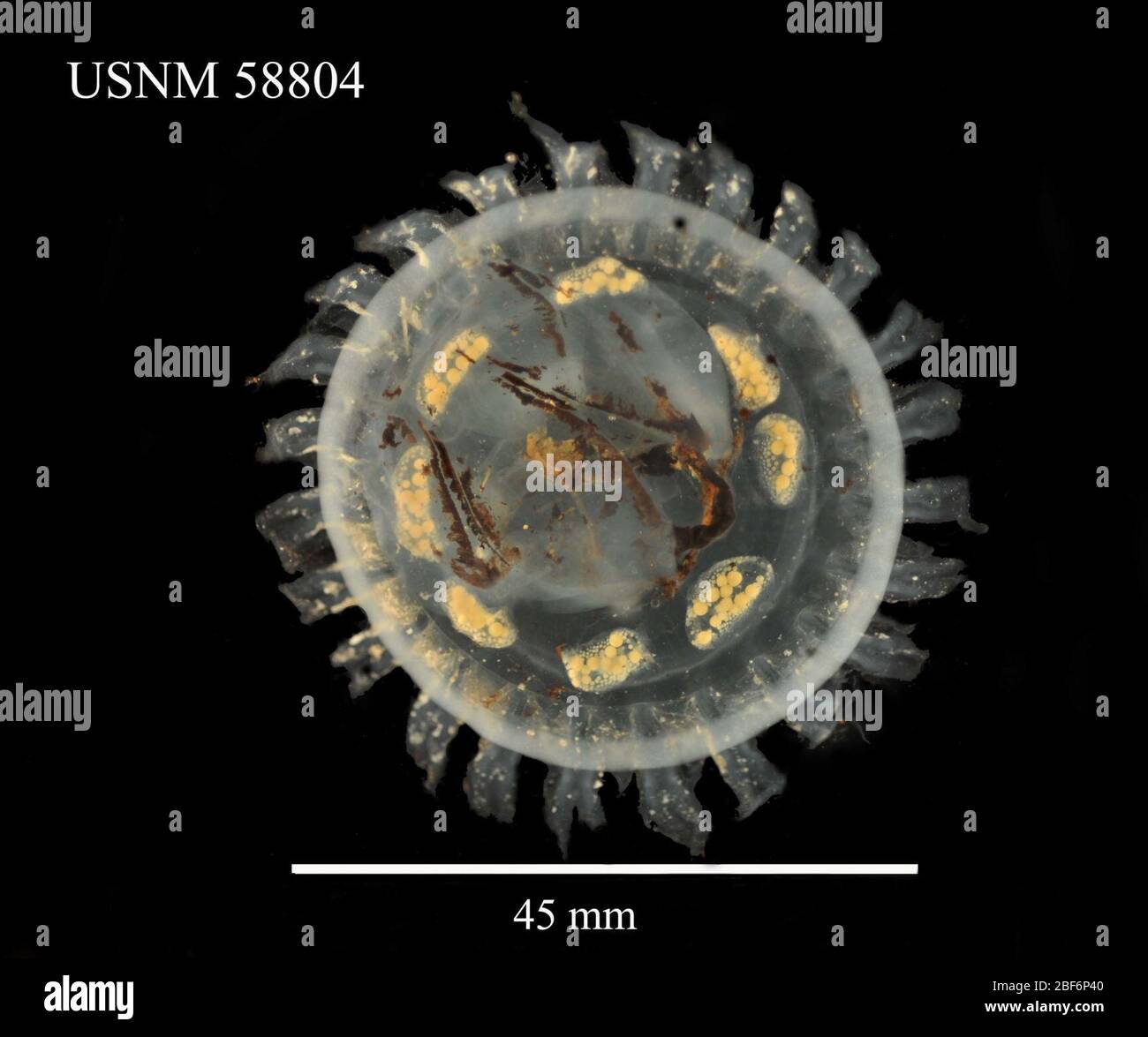 Atolla chuni hi-res stock photography and images - Alamy