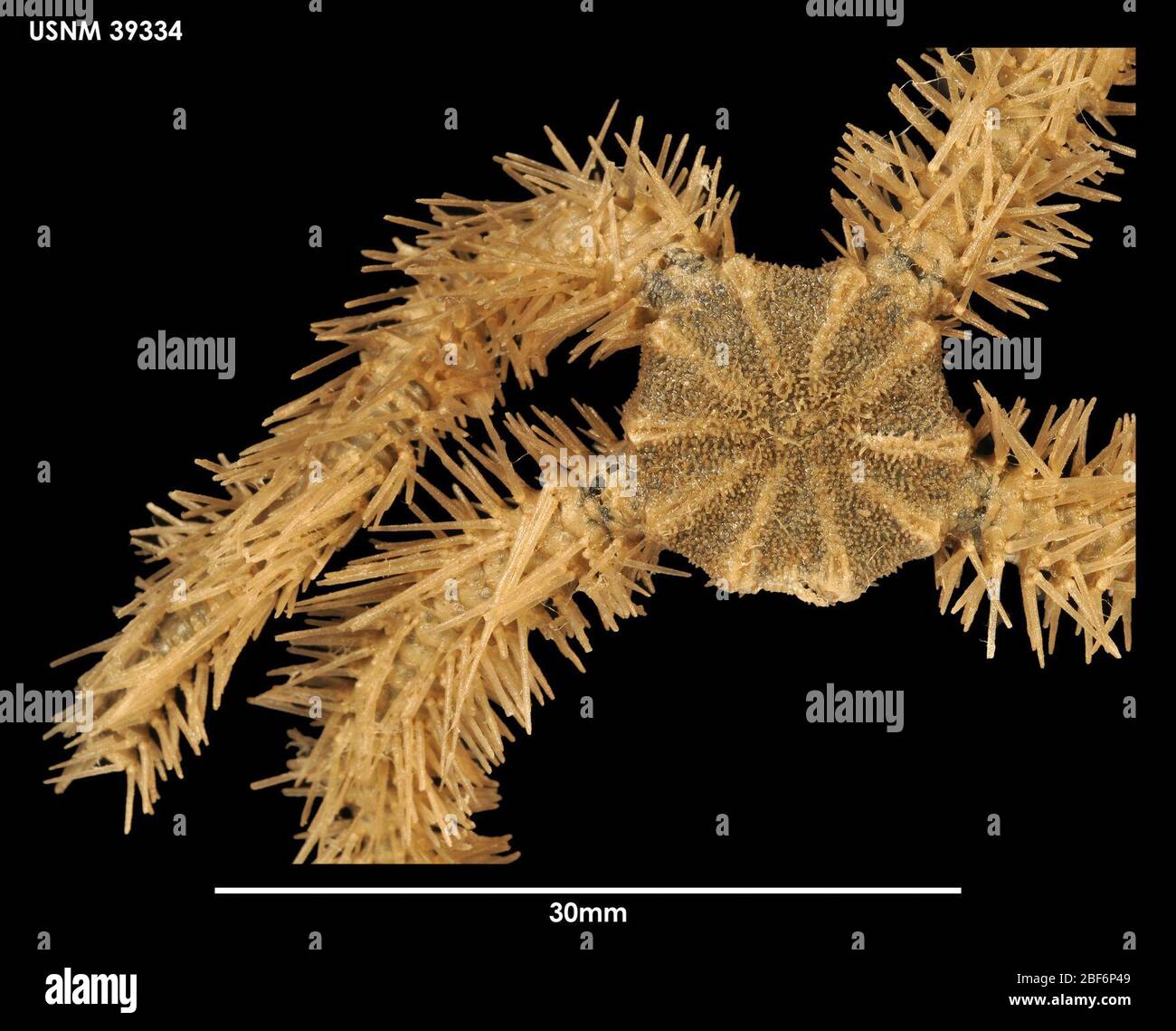 Porrecta hi-res stock photography and images - Alamy