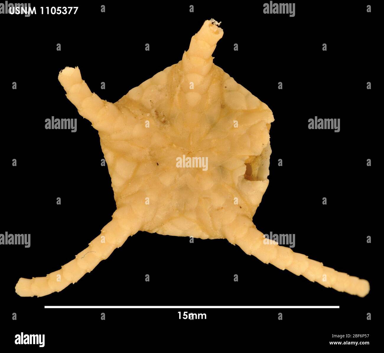 Mordax hi-res stock photography and images - Alamy