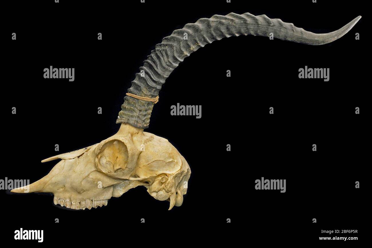 Procapra picticaudata hi-res stock photography and images - Alamy