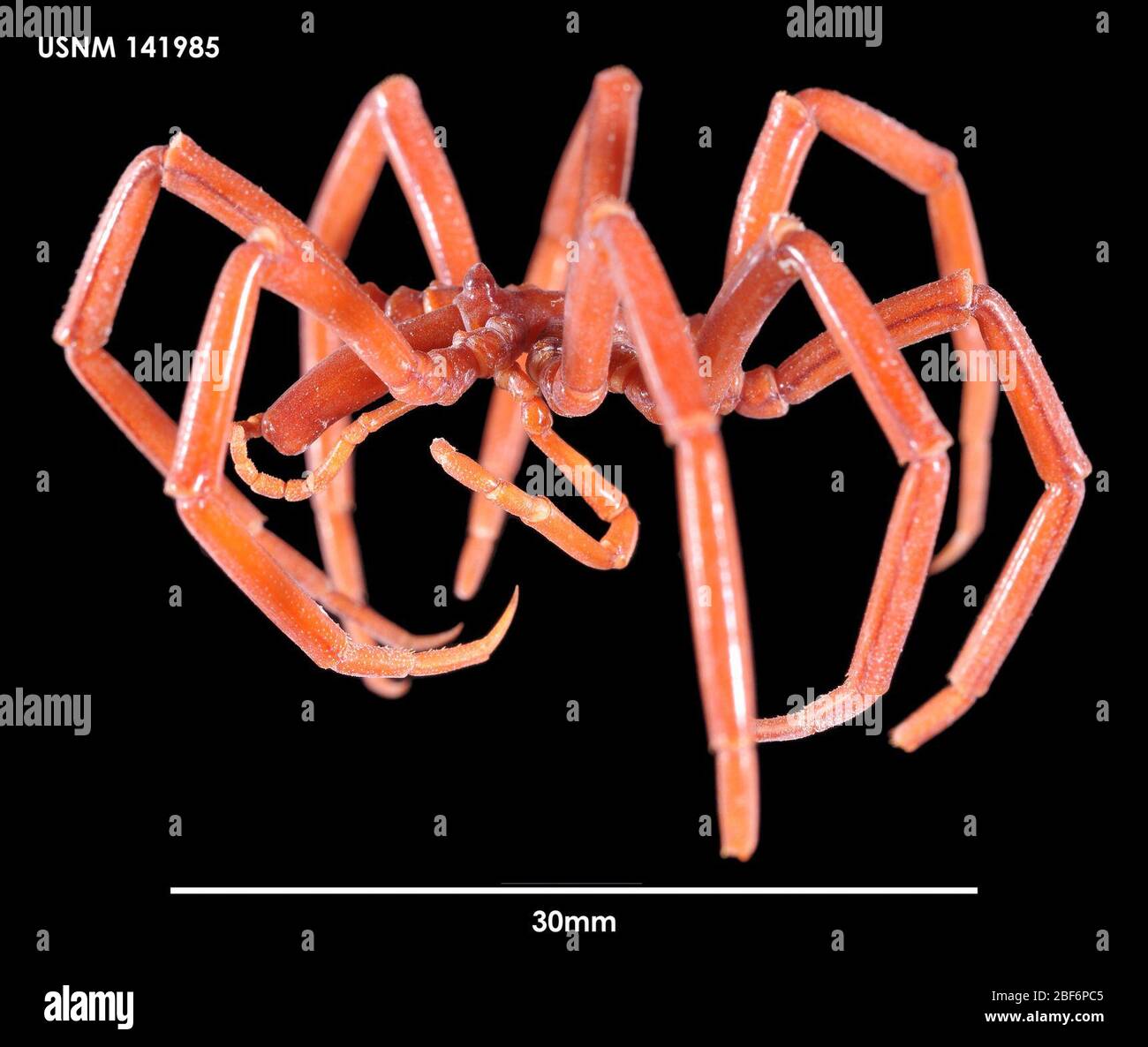 Colossendeis hi-res stock photography and images - Alamy