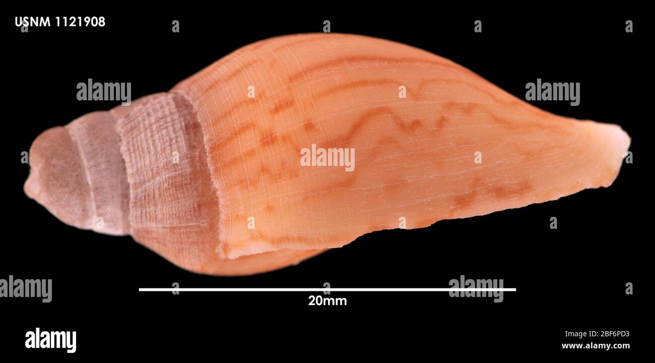 Ancilla hi-res stock photography and images - Alamy