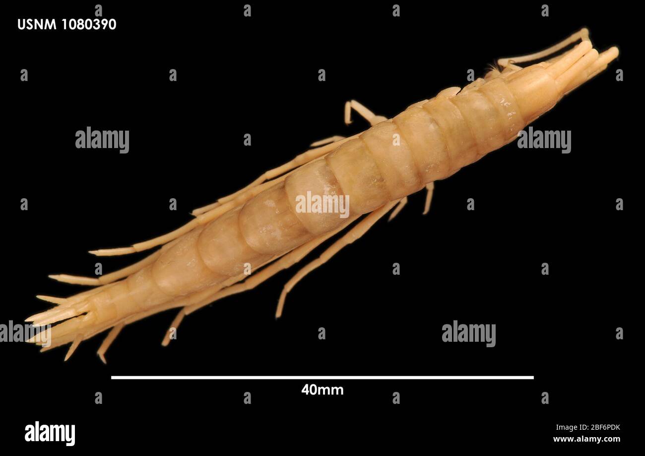 Ramulus hi-res stock photography and images - Alamy