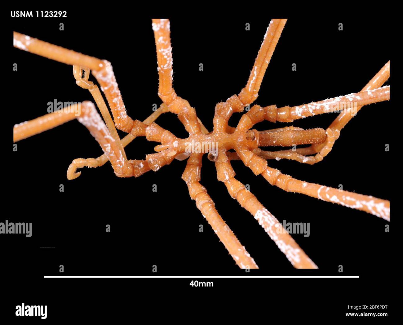 Colossendeis hi-res stock photography and images - Alamy