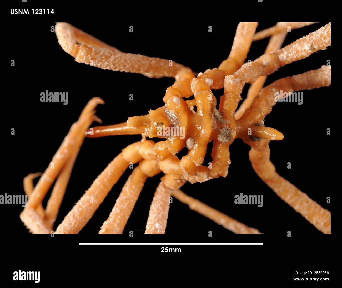 Longispina hi-res stock photography and images - Alamy