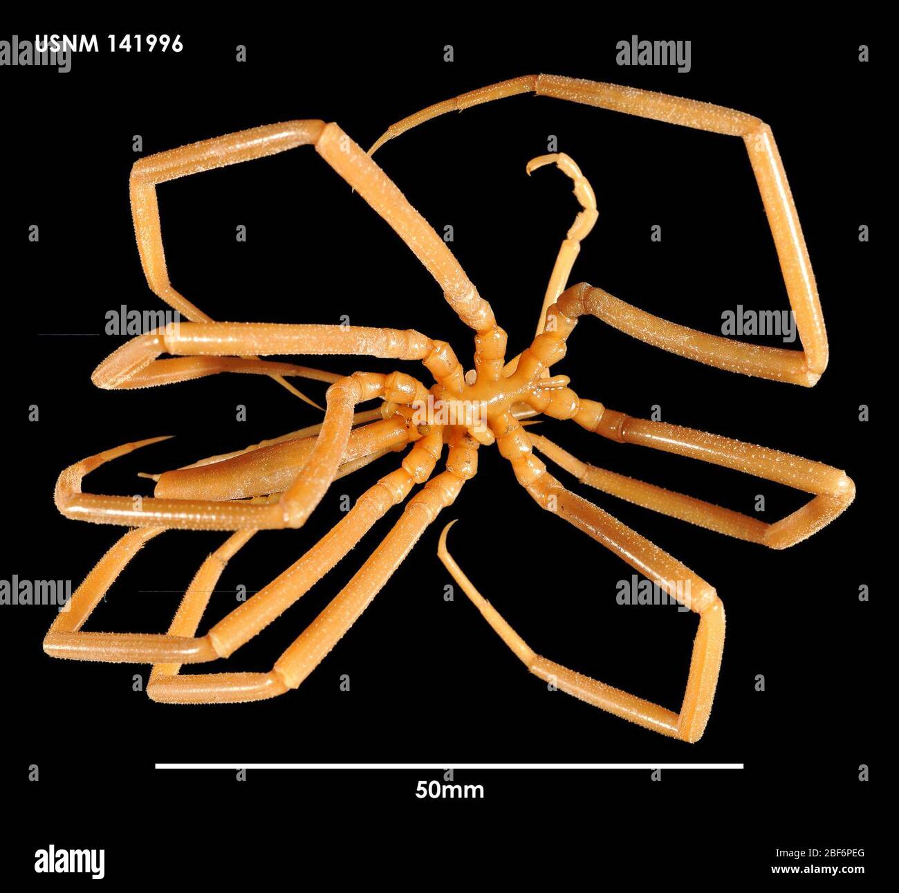 Colossendeis hi-res stock photography and images - Alamy