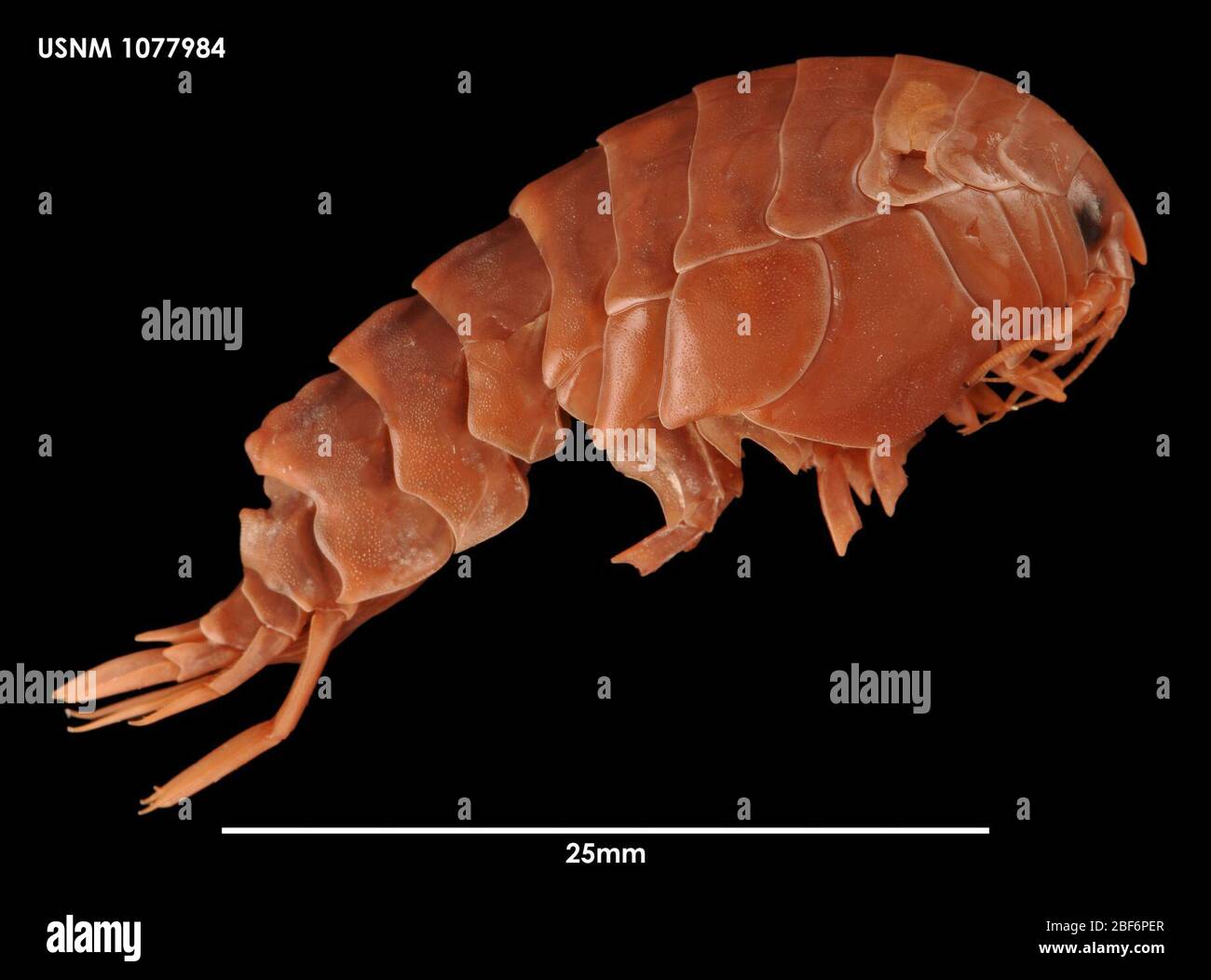 Epimeria hi-res stock photography and images - Alamy