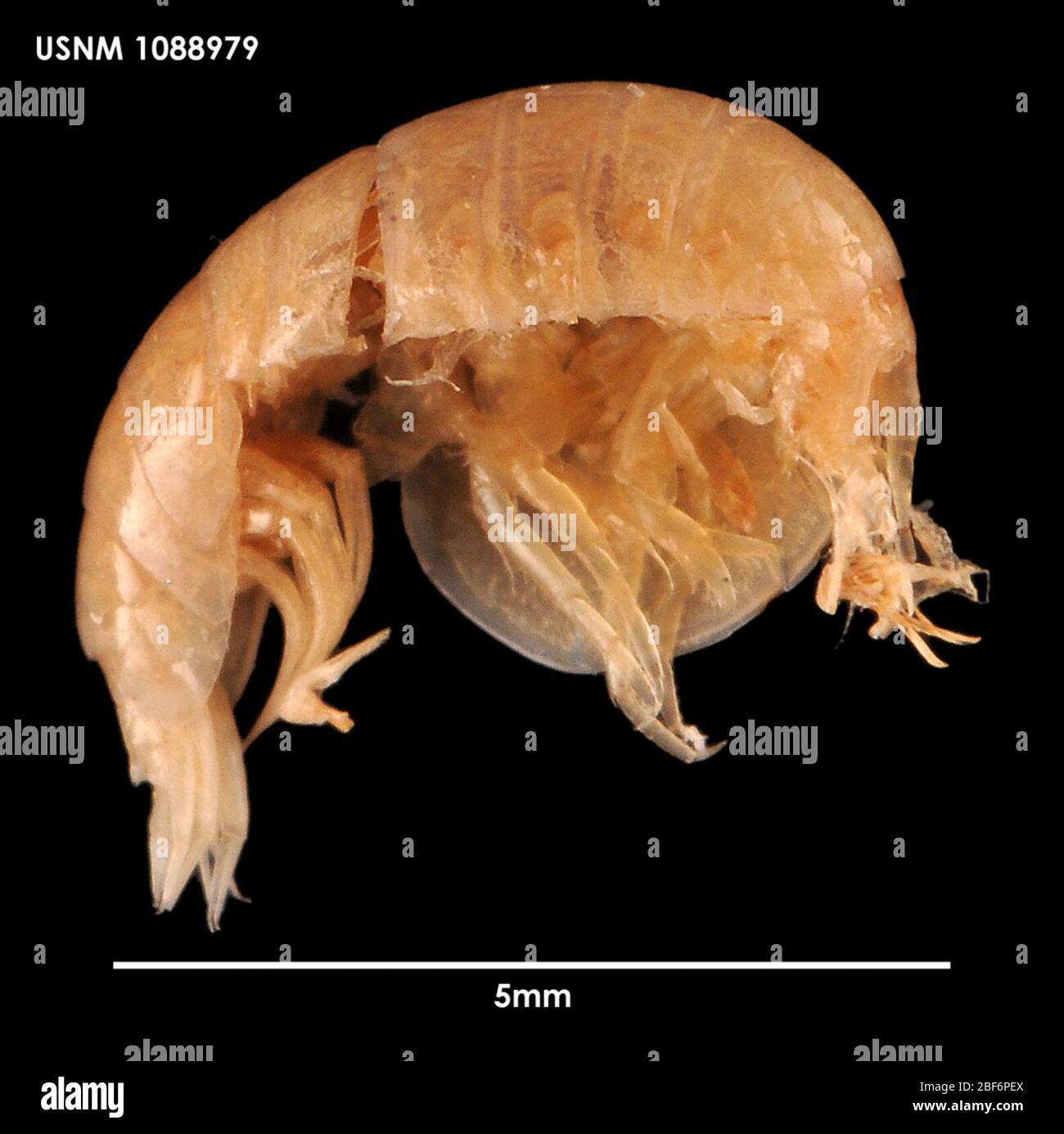 Vanhoeffeni High Resolution Stock Photography and Images - Alamy