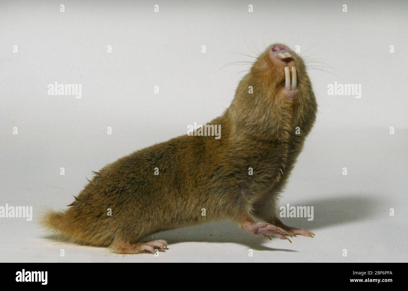 Rat mole house hi-res stock photography and images - Alamy
