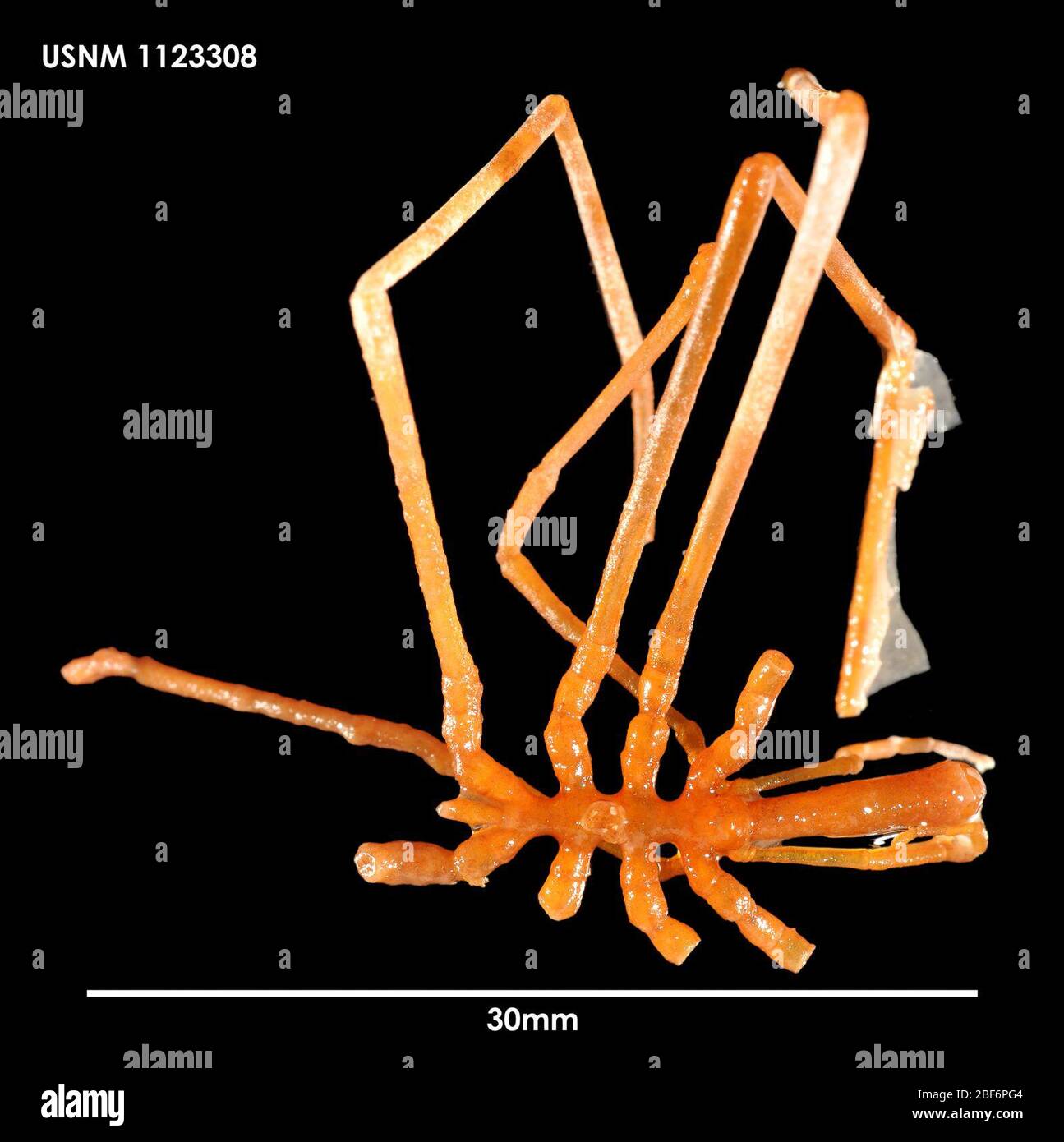 Colossendeis hi-res stock photography and images - Alamy