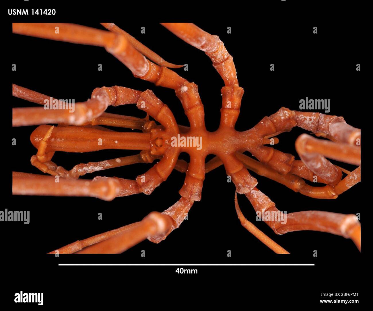 Colossendeis hi-res stock photography and images - Alamy