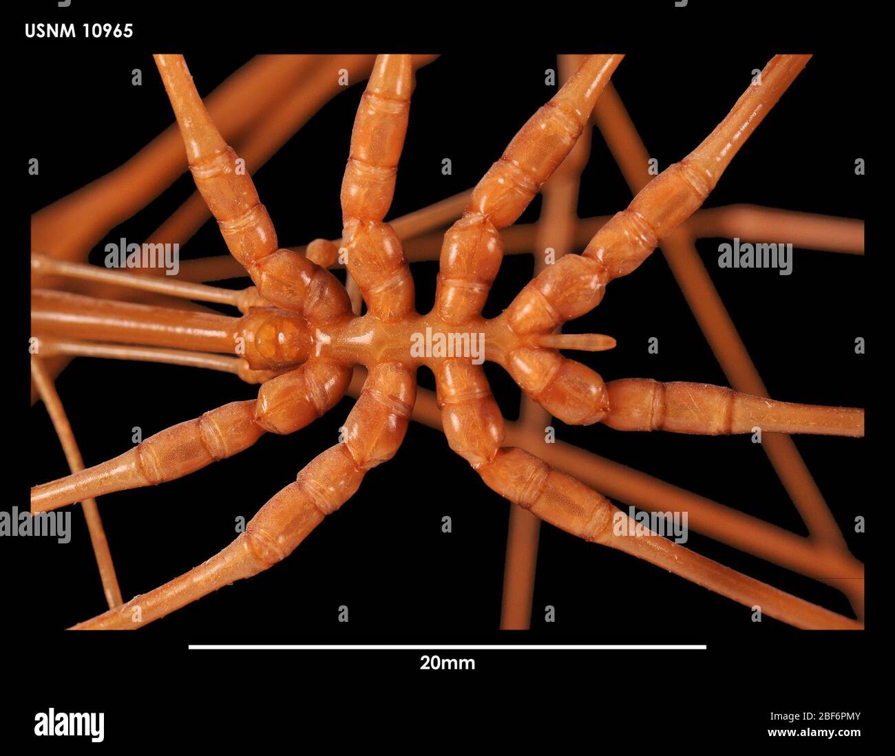 Colossendeis hi-res stock photography and images - Alamy