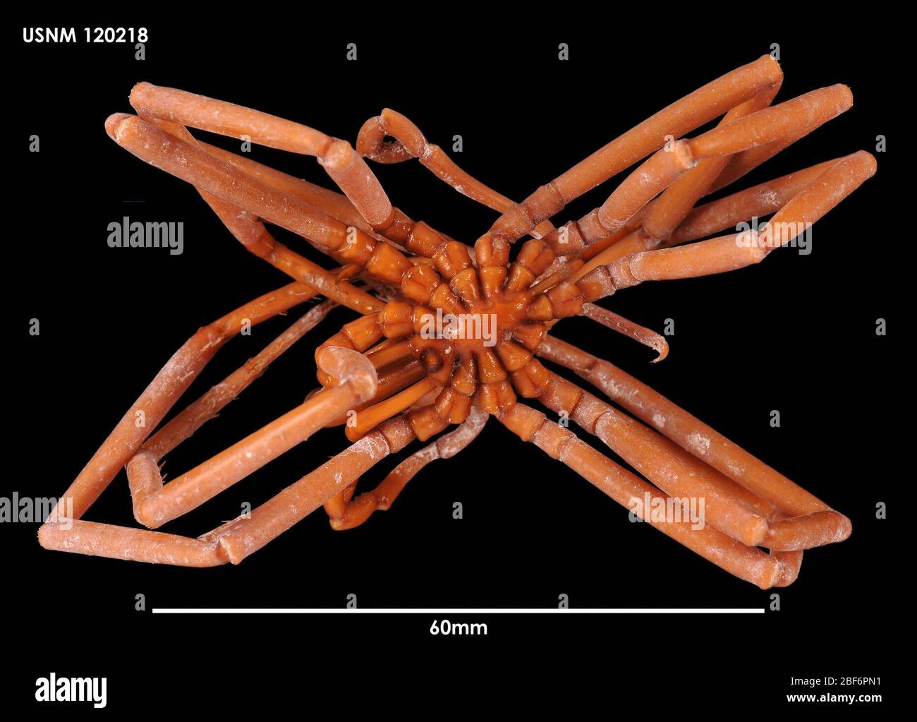 Decolopoda australis hi-res stock photography and images - Alamy