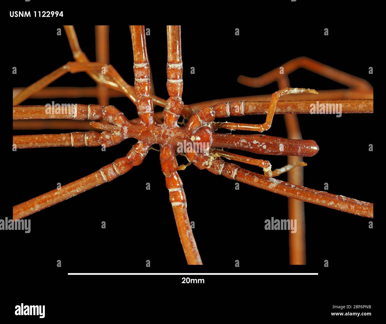 Colossendeis hi-res stock photography and images - Alamy