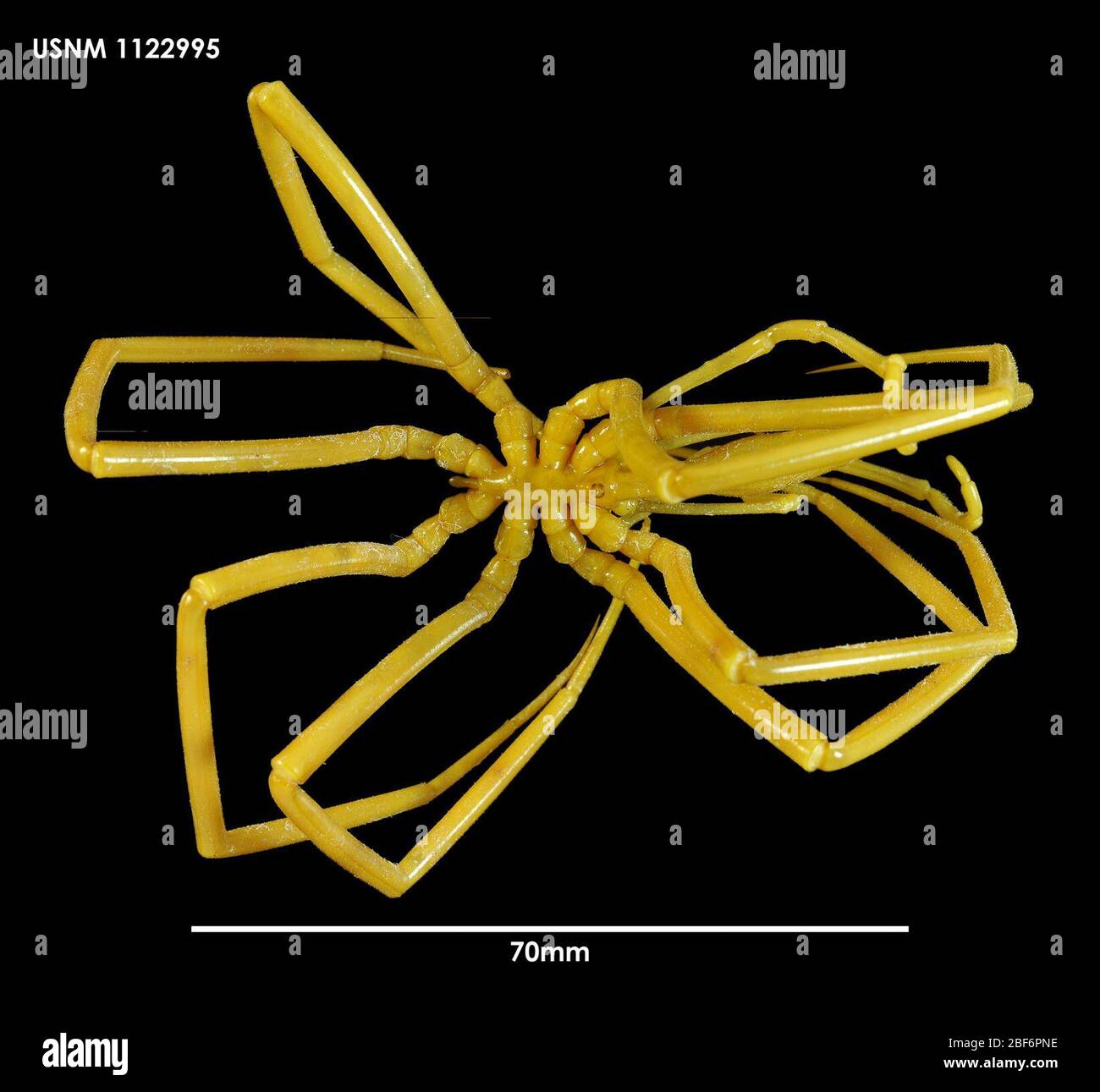 Colossendeis hi-res stock photography and images - Alamy