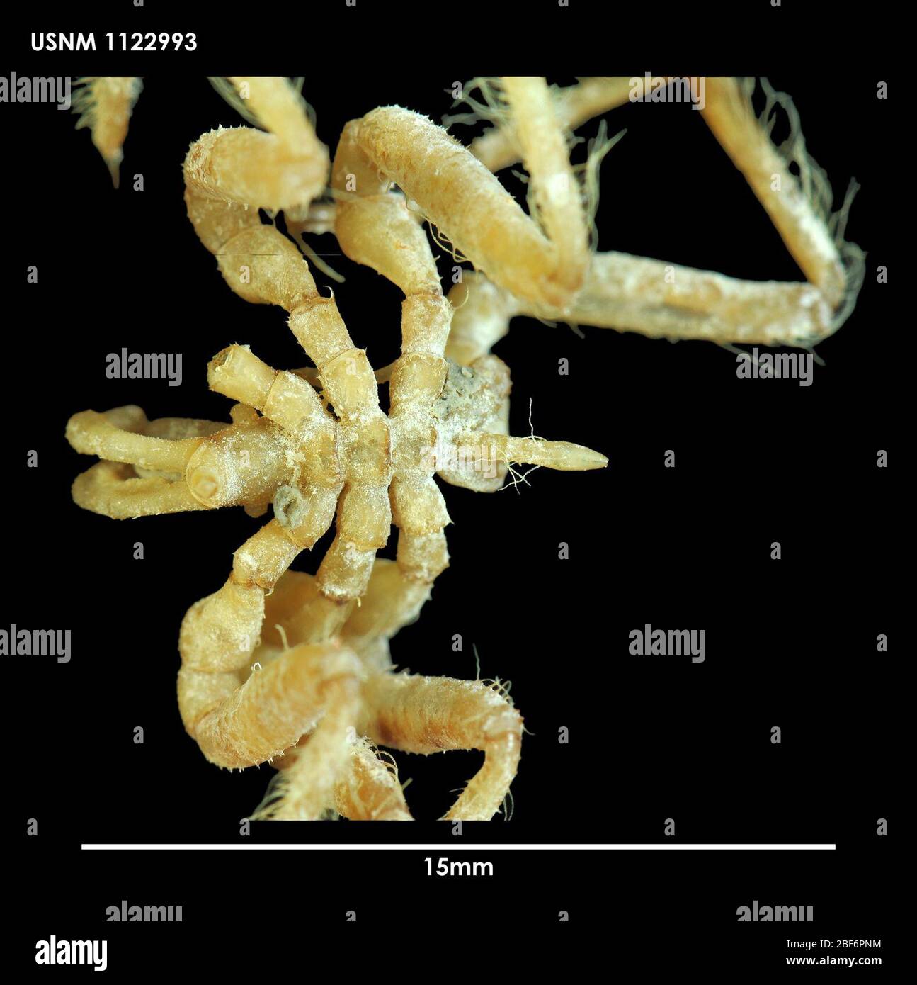 Vanhoffeni High Resolution Stock Photography and Images - Alamy