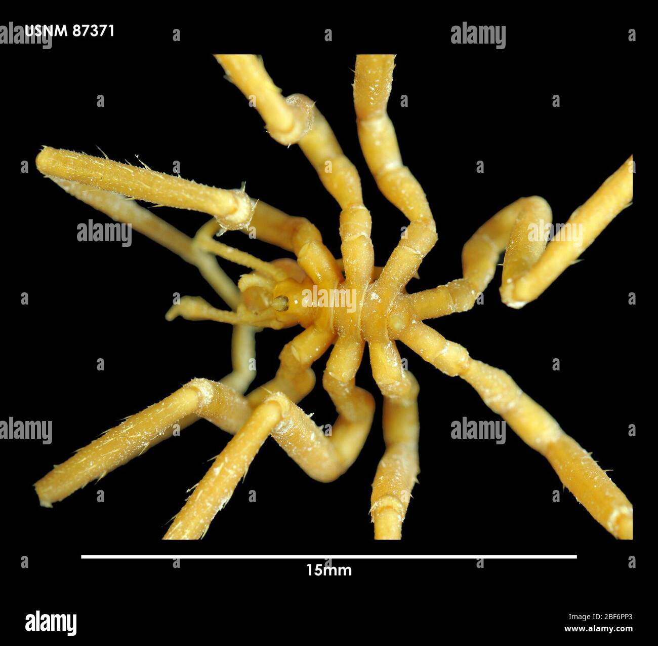 Clausi hi-res stock photography and images - Alamy