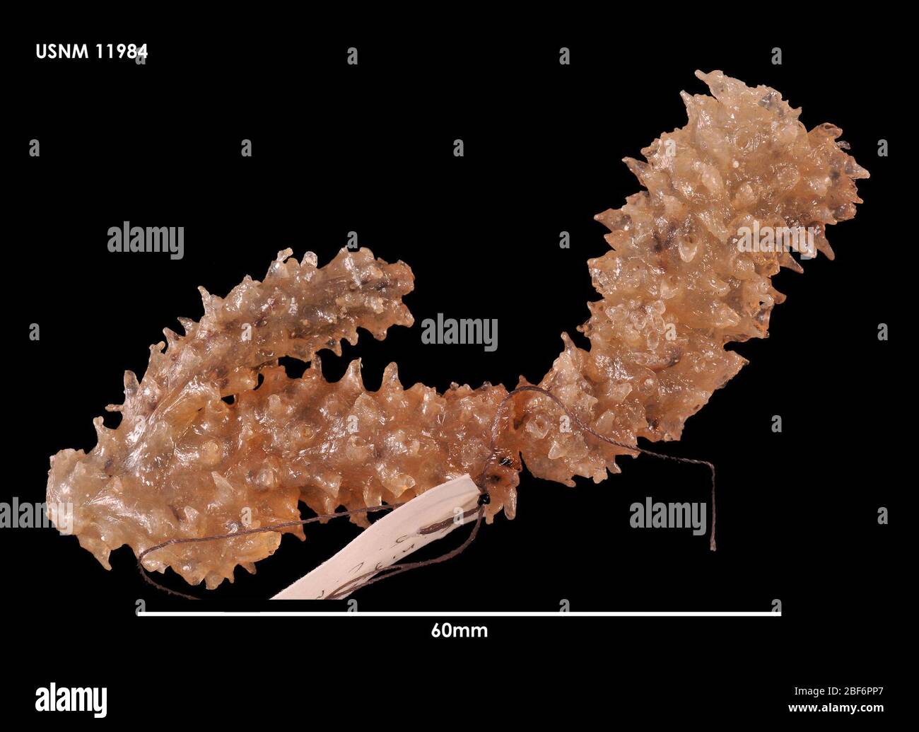 Cephalodiscus hi-res stock photography and images - Alamy