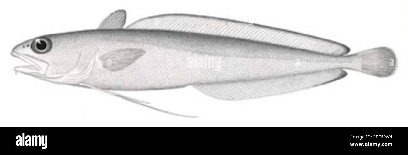 Streamer illustration Cut Out Stock Images & Pictures - Alamy