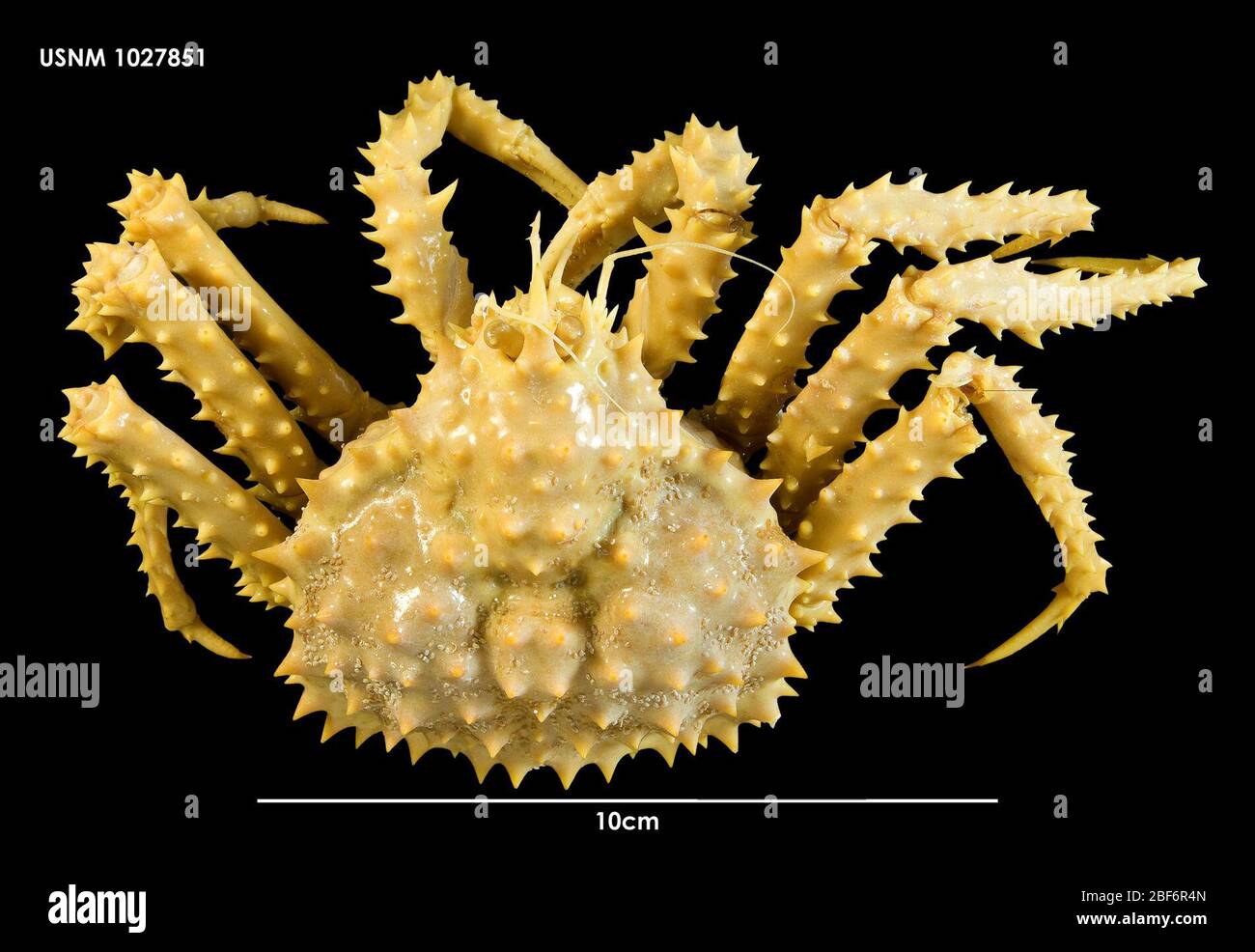 Santolla hi-res stock photography and images - Alamy