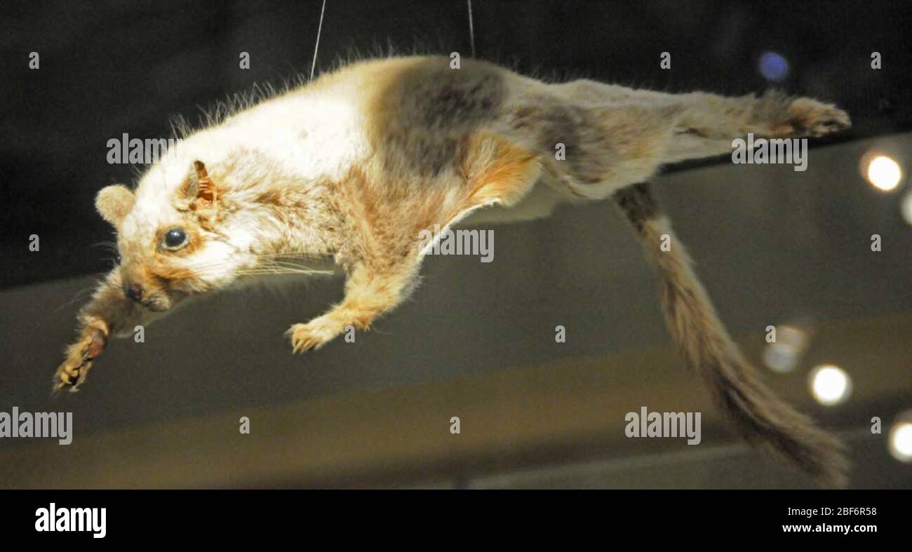 Derbianus hi-res stock photography and images - Alamy