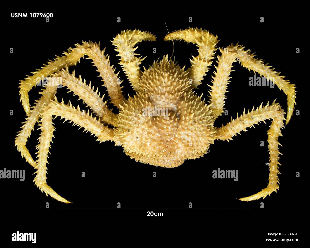 Crustacean exoskeleton hi-res stock photography and images - Alamy