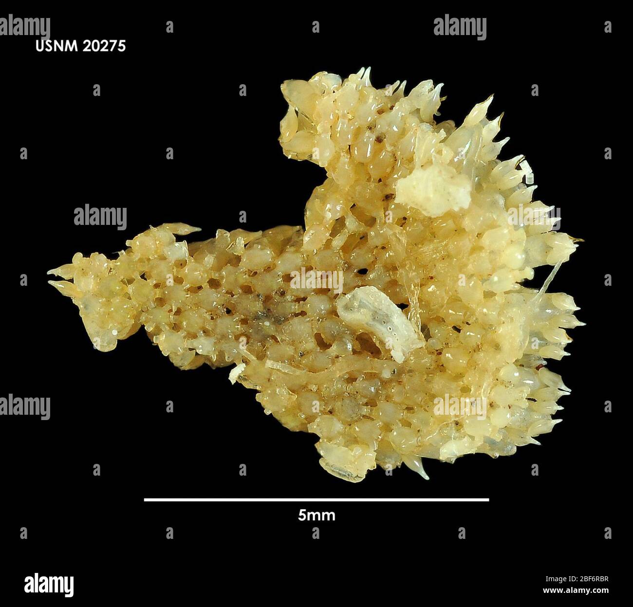 Beania hi-res stock photography and images - Alamy