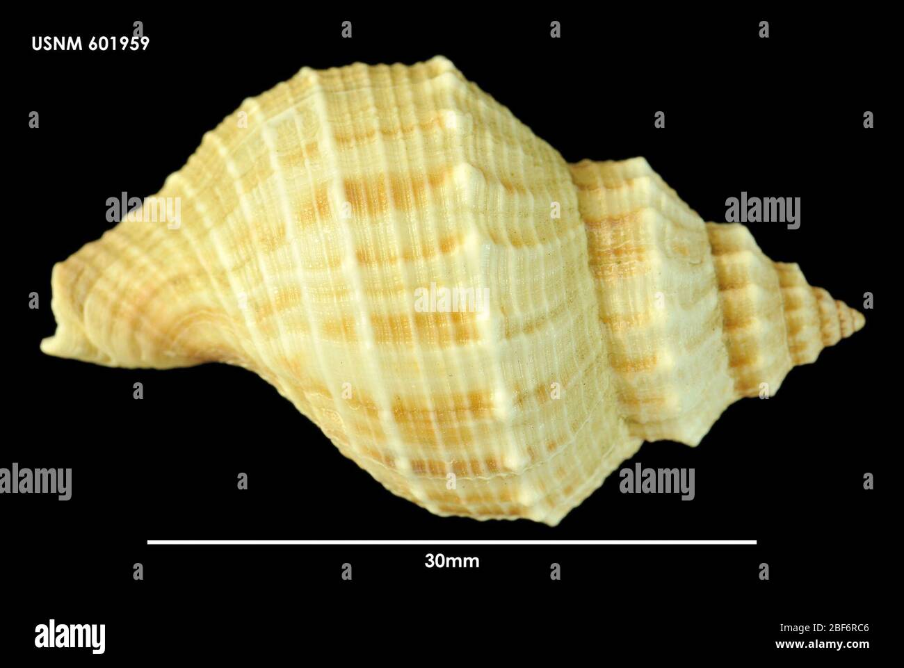 Austrofusus glans. A. Brookes22 Jan 20204 Stock Photo - Alamy