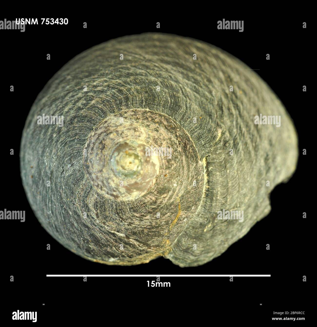 Guiler hi-res stock photography and images - Alamy