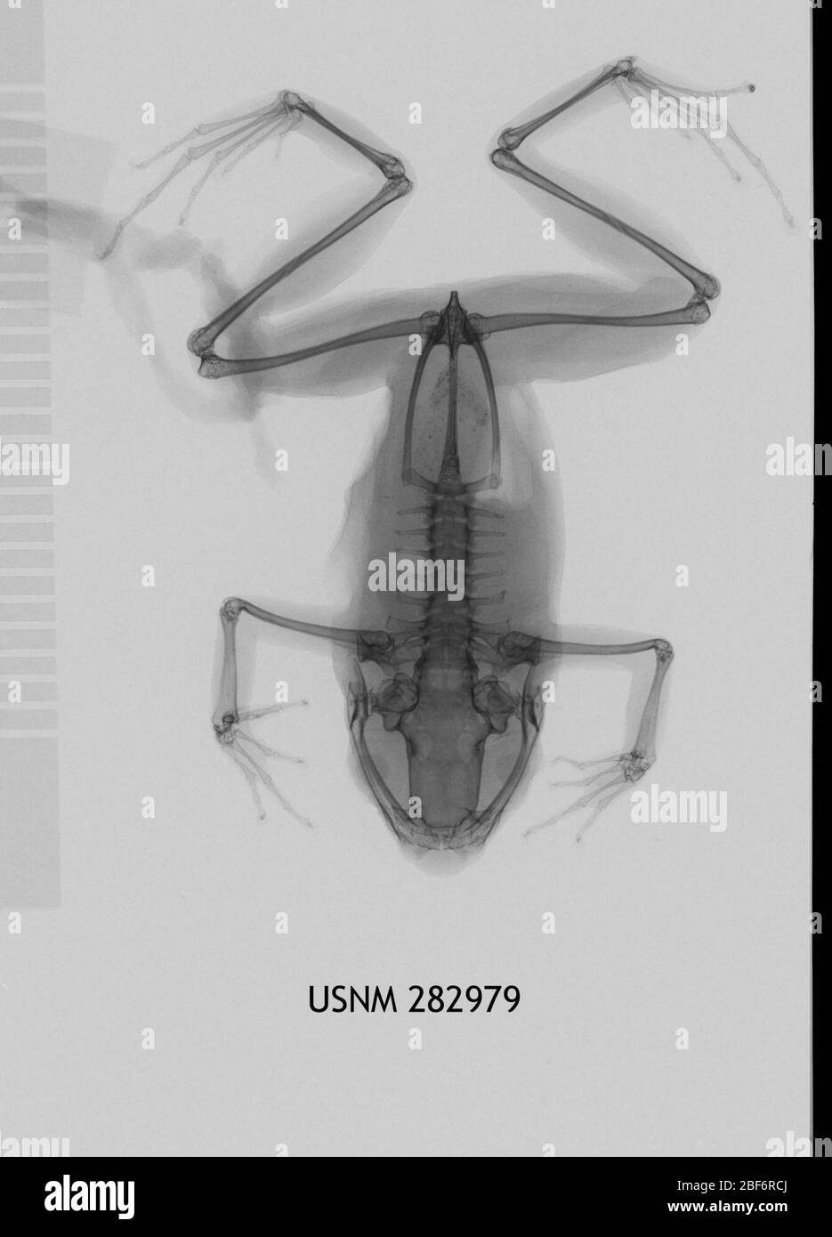 Colostethus marmoreoventris. 6 Aug 20181 Stock Photo - Alamy