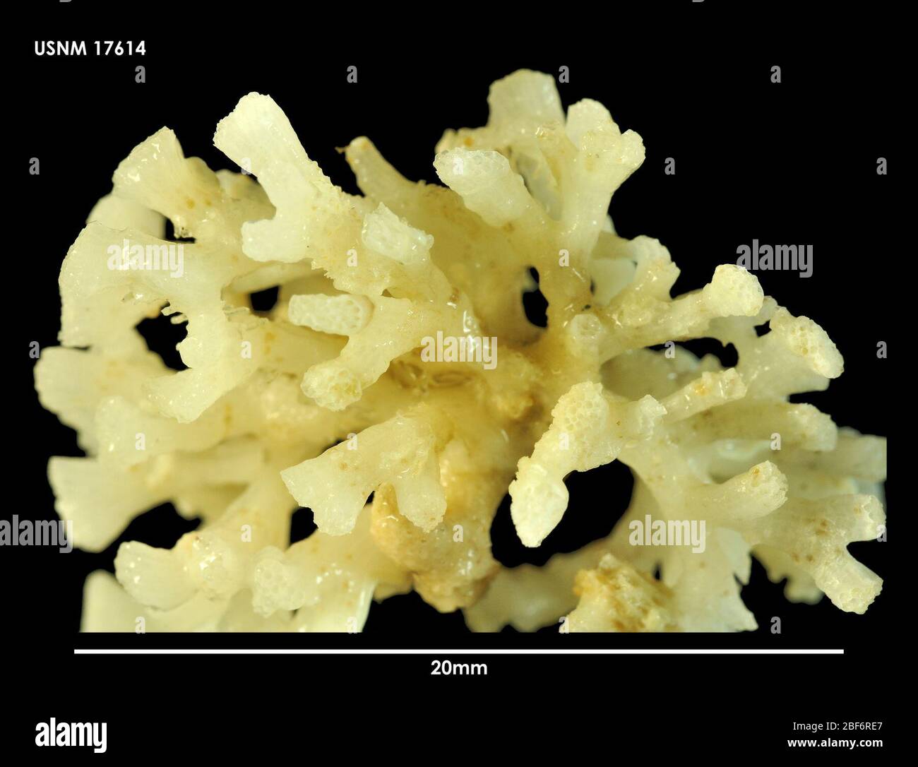 Meandrina hi-res stock photography and images - Alamy