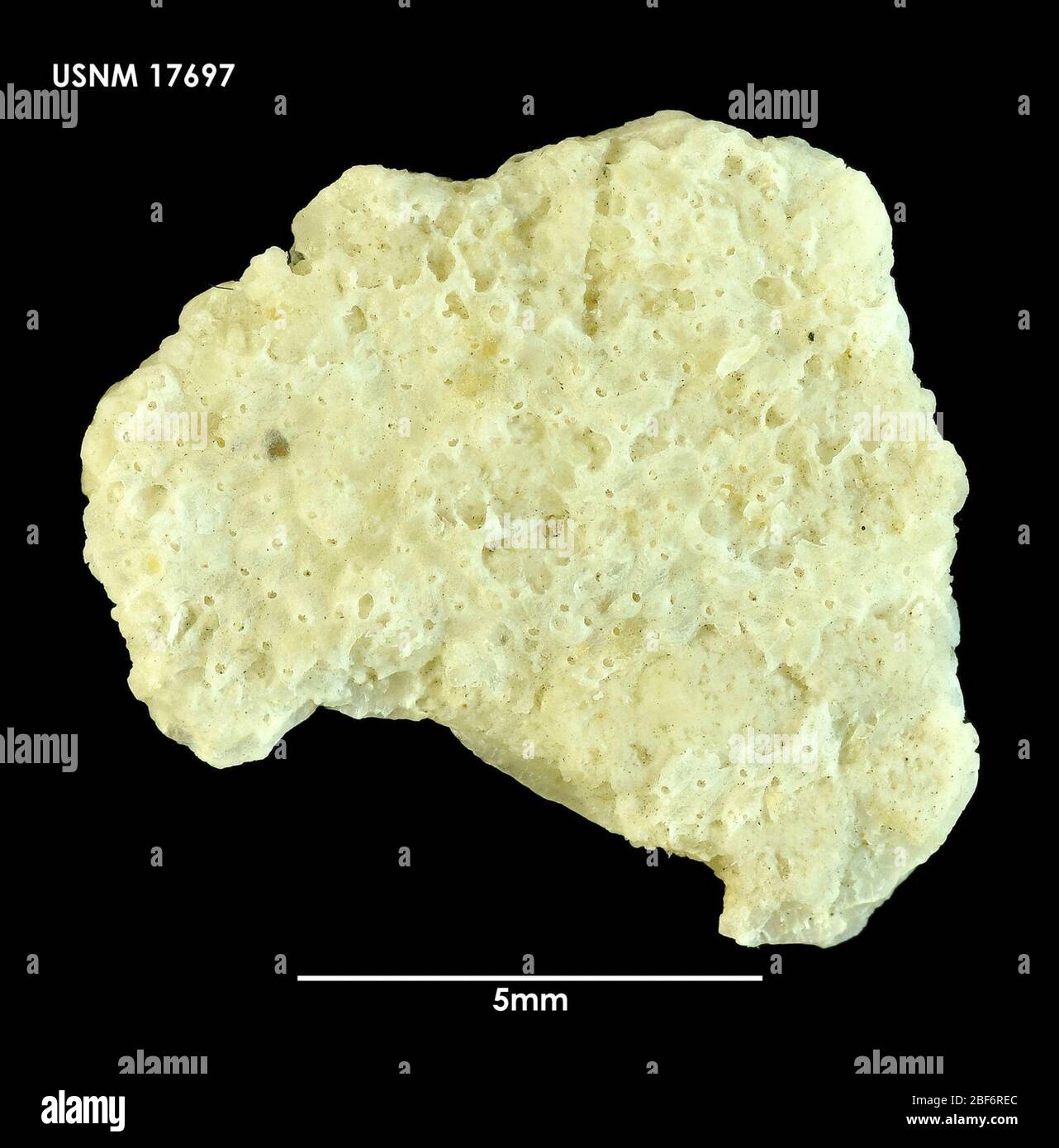 Lacerna watersi. 16 Oct 20143431 Stock Photo - Alamy