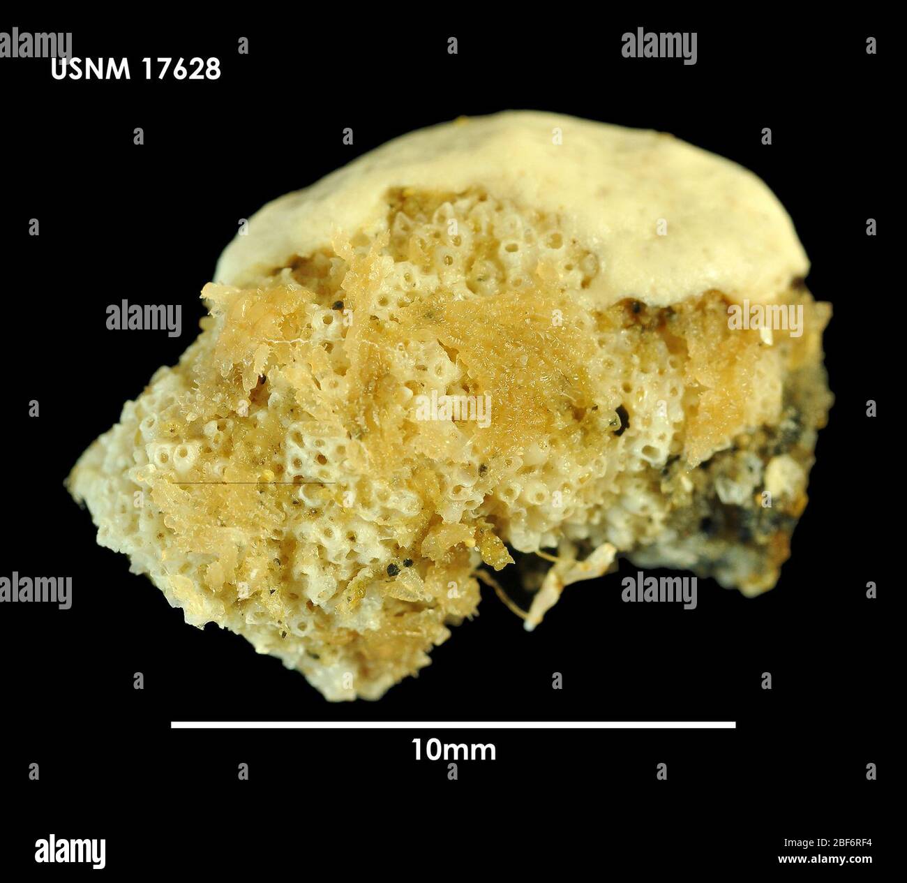 16 2 81 hi-res stock photography and images - Alamy