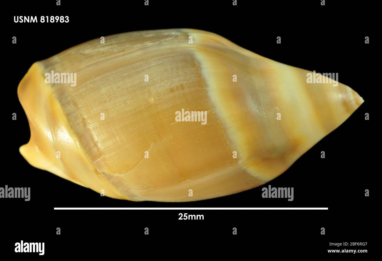 Amalda australis hi-res stock photography and images - Alamy
