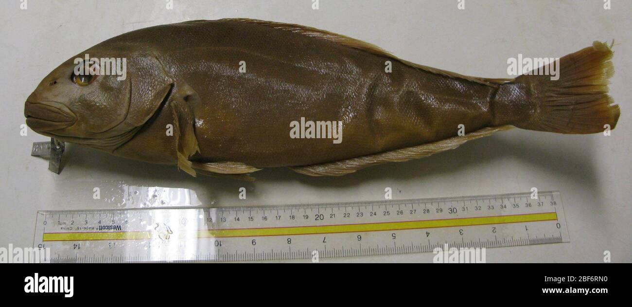 Caulolatilus hi-res stock photography and images - Alamy