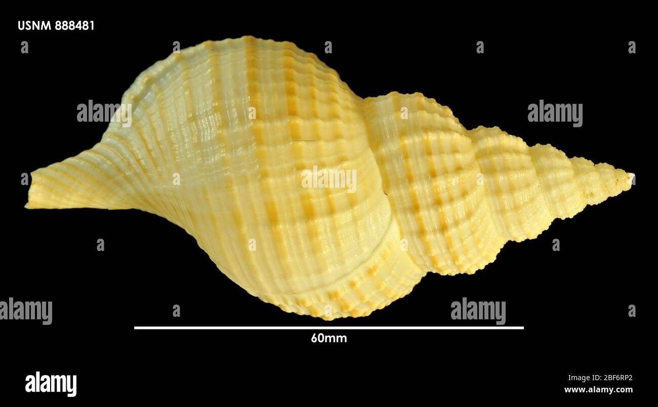 Fusitriton hi-res stock photography and images - Alamy