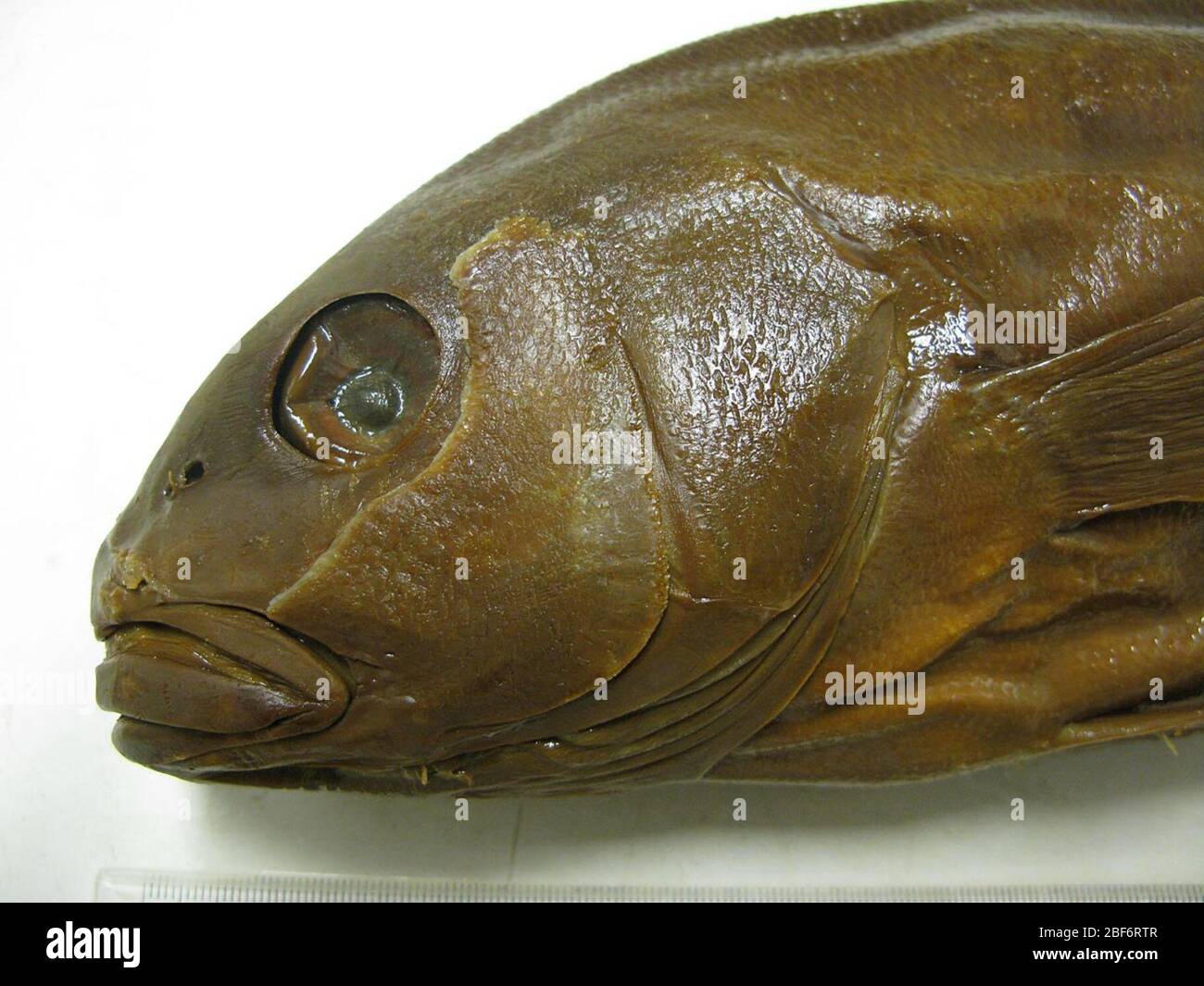 Caulolatilus hi-res stock photography and images - Alamy