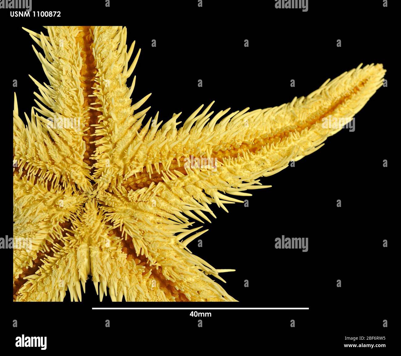 Astropecten polyacanthus. 9 Oct 2014Z89432 Stock Photo - Alamy