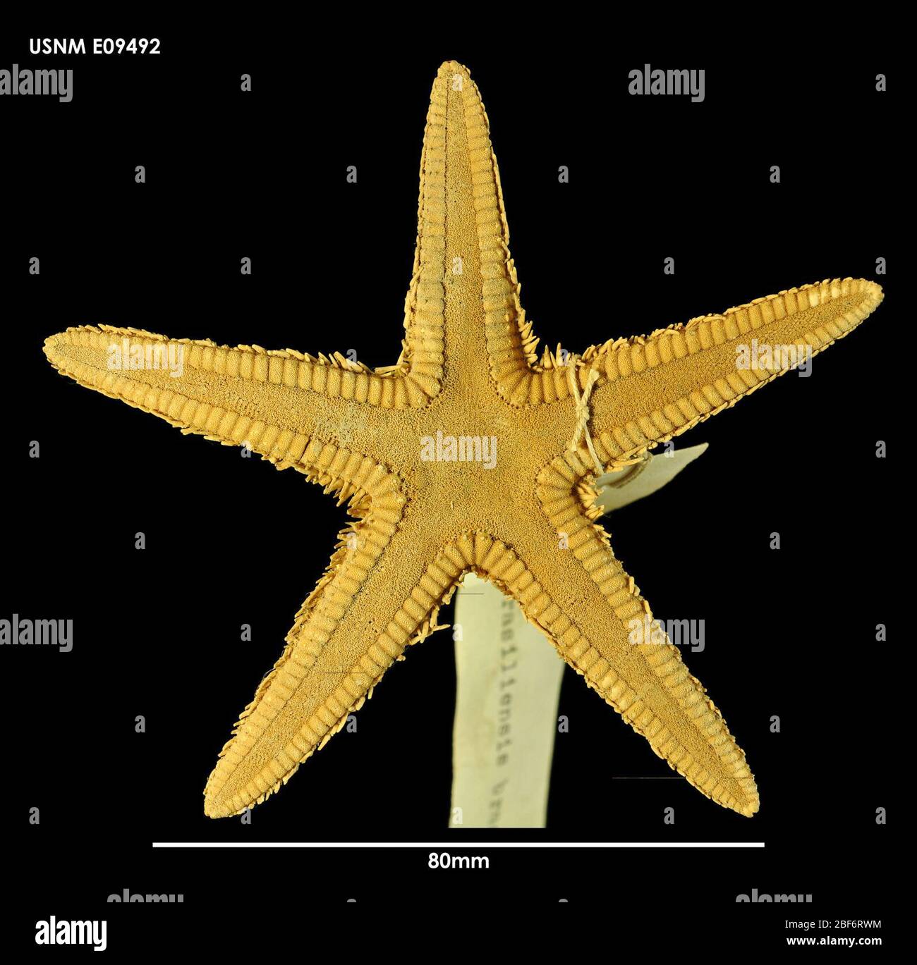 Astropecten hi-res stock photography and images - Alamy