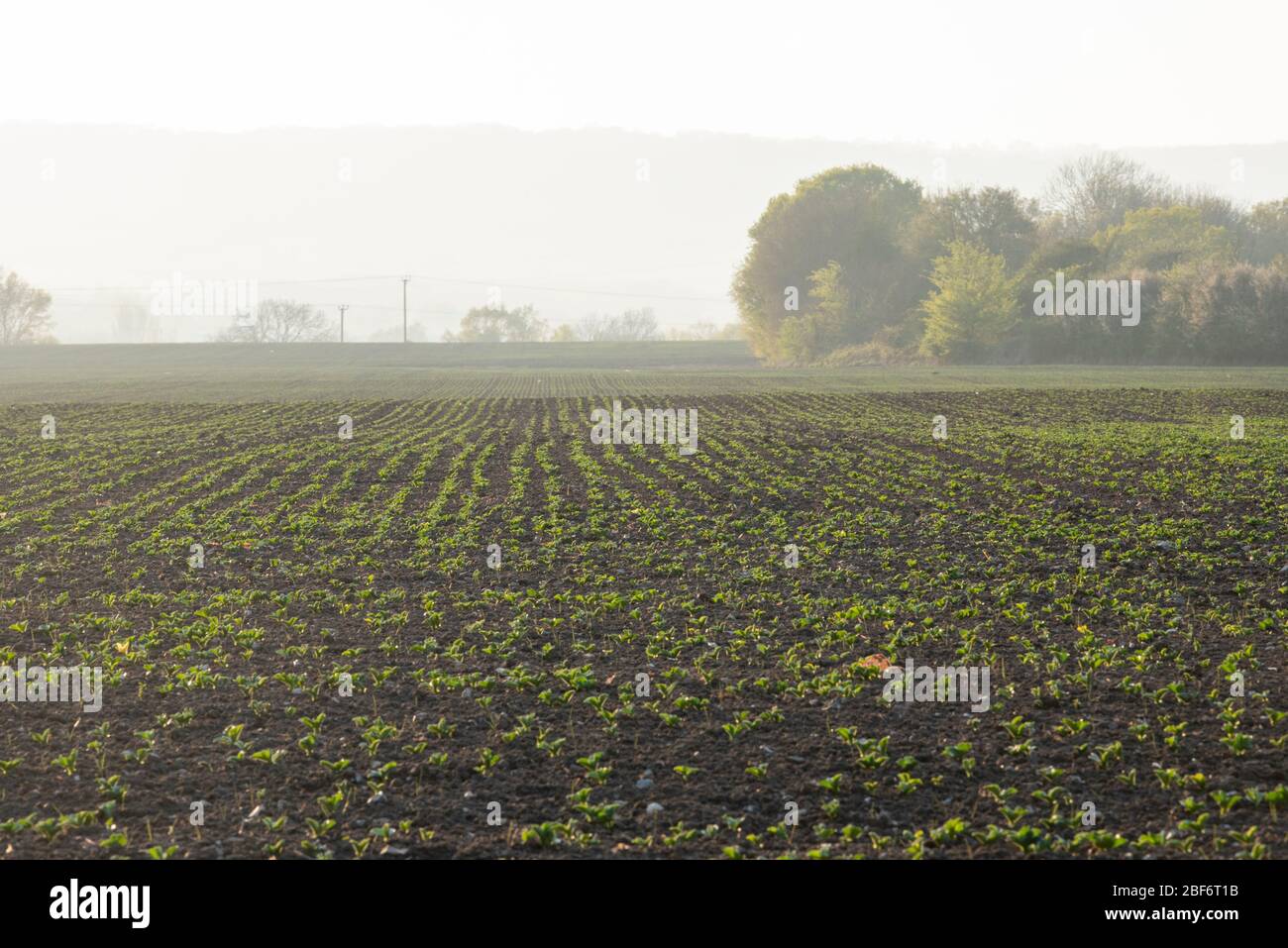 Crop seasons hi-res stock photography and images - Alamy