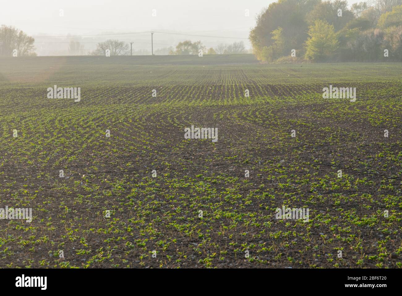 New crops start to sprout in English farm fields in spring, March 2020 ...