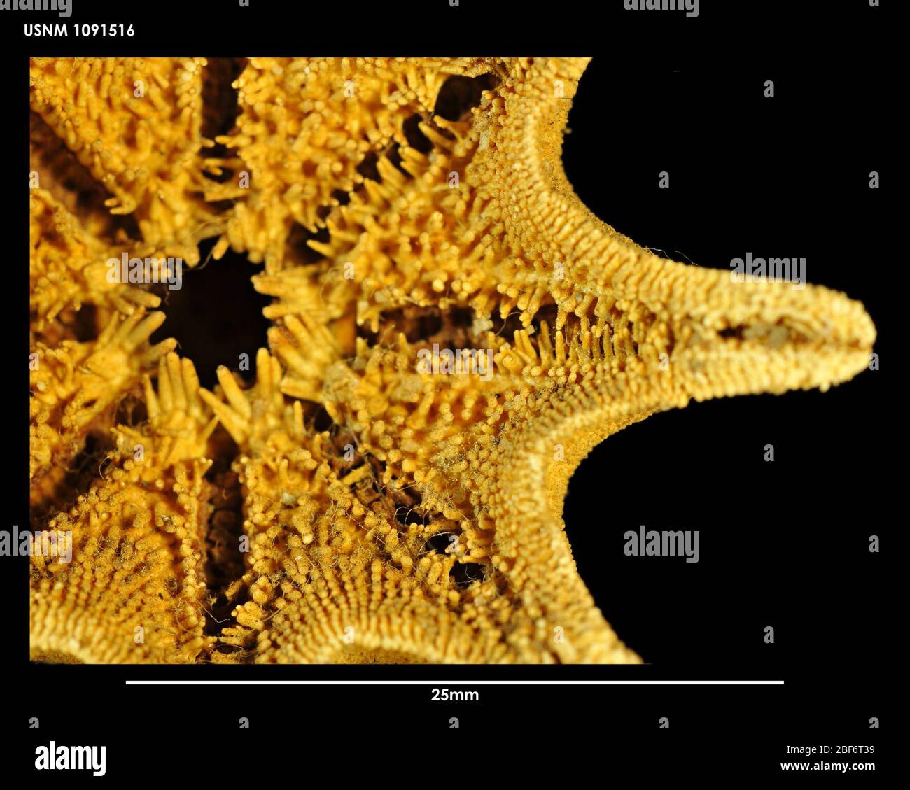 Patiriella calcar hi-res stock photography and images - Alamy