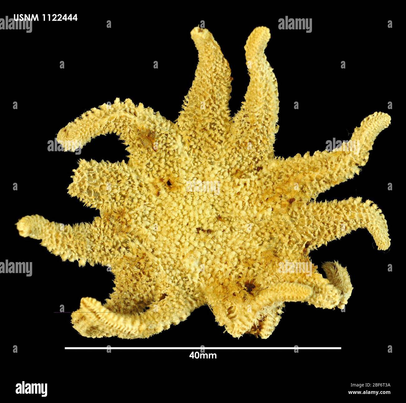 Crossaster hi-res stock photography and images - Alamy