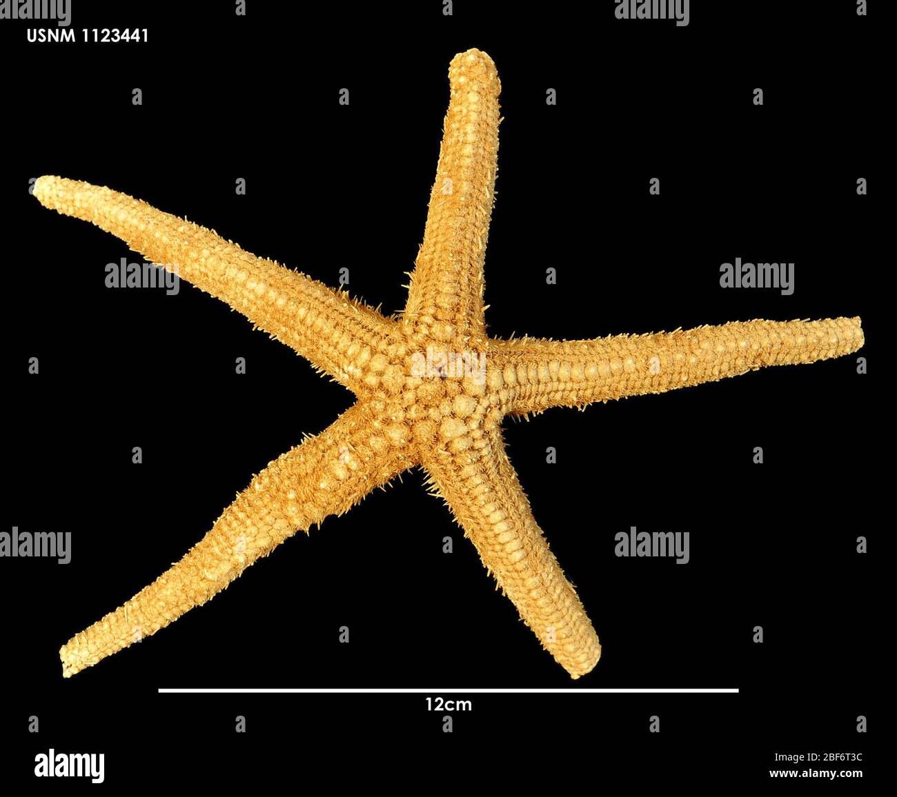 Zoroaster hi-res stock photography and images - Alamy