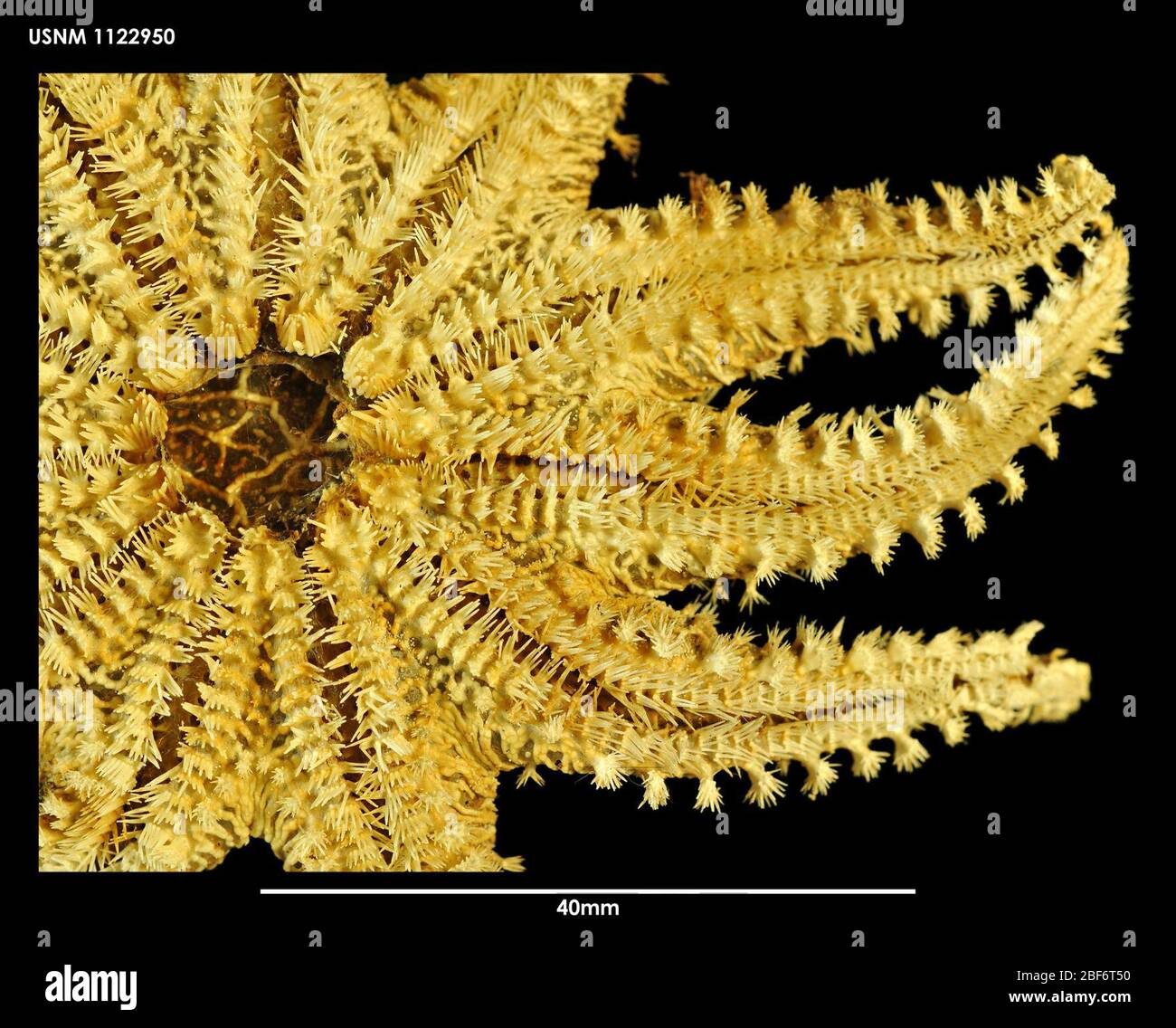 Crossaster campbellicus. 9 Oct 201414251 Stock Photo - Alamy