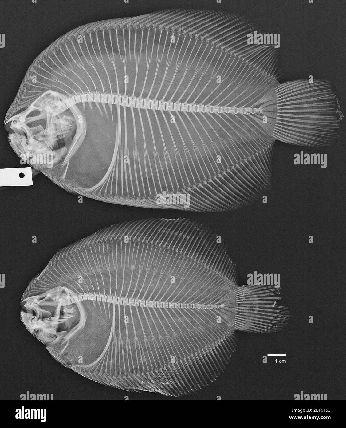 Jenynsii Black and White Stock Photos & Images - Alamy