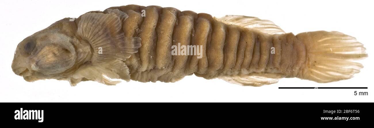 Aquatic specimens Cut Out Stock Images & Pictures - Alamy