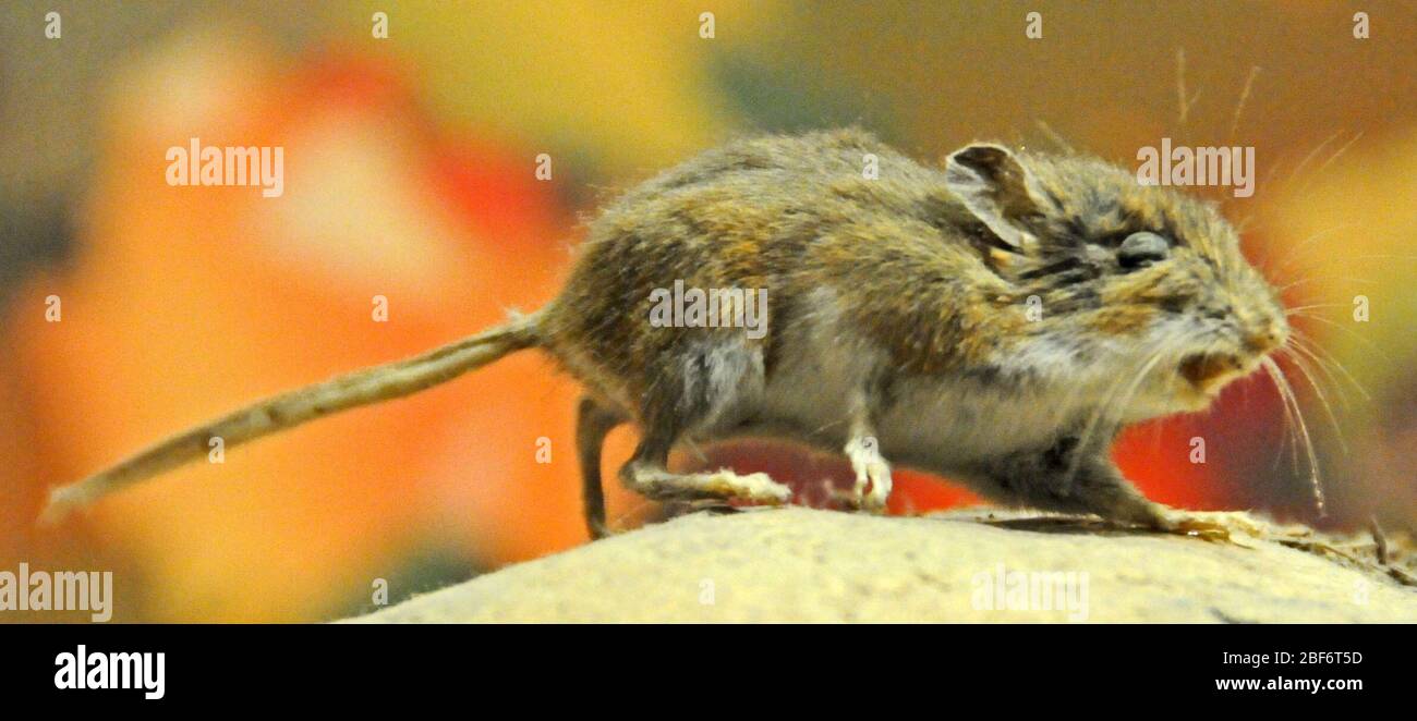 Peromyscus hi-res stock photography and images - Alamy