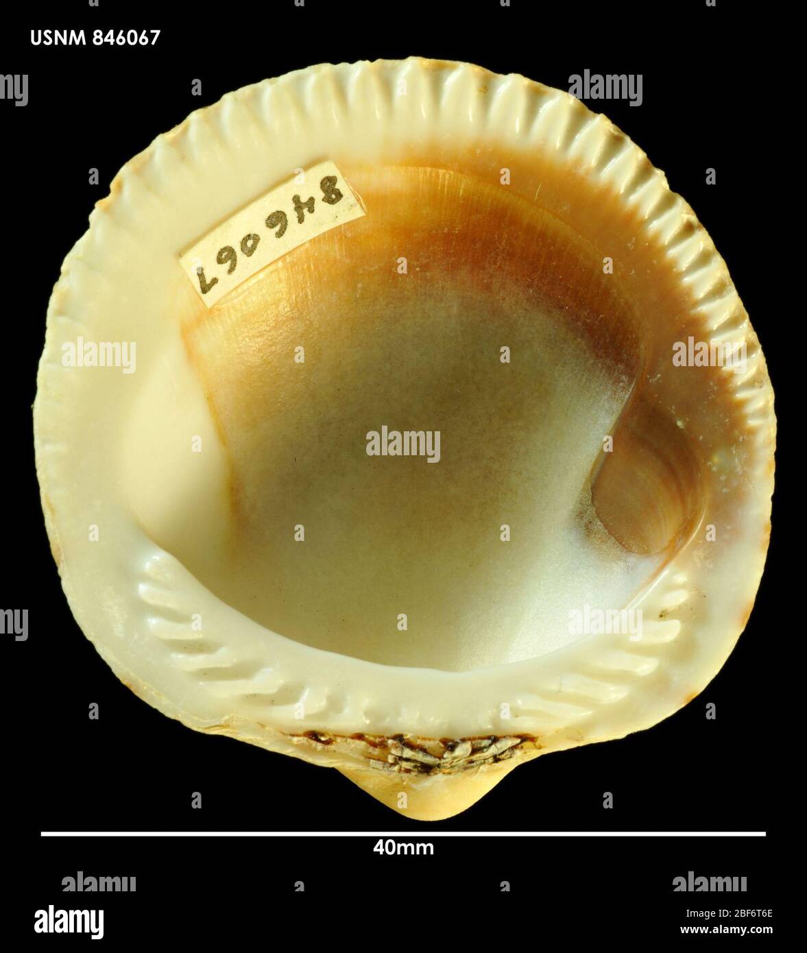 Laticostata hi-res stock photography and images - Alamy